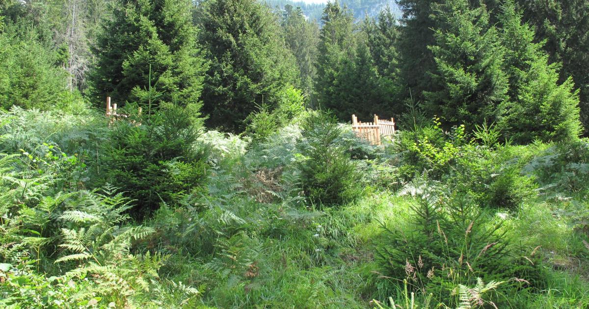 Bergwaldprojekt – Freiwilligeneinsatz für Wald und Kulturlandschaft im ...