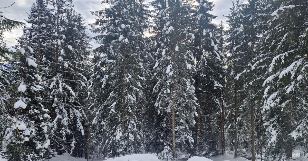 Trin GR | Bergwaldprojekt